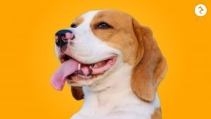 A Guide to Interpreting the Dog Ear Positions Chart