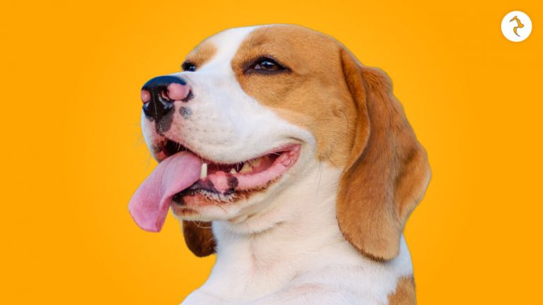 A Guide to Interpreting the Dog Ear Positions Chart