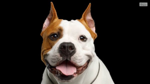 A Guide to Interpreting the Dog Ear Positions Chart