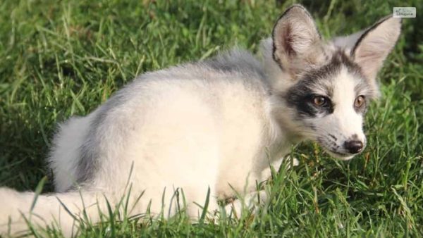 Everything you need to know about Canadian Marble Fox