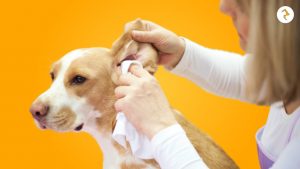 A Guide to Interpreting the Dog Ear Positions Chart