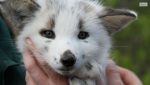 Everything you need to know about Canadian Marble Fox