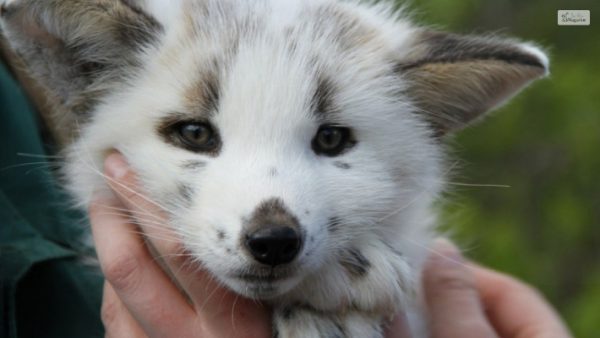 Everything you need to know about Canadian Marble Fox