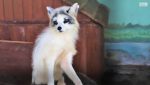 Everything you need to know about Canadian Marble Fox