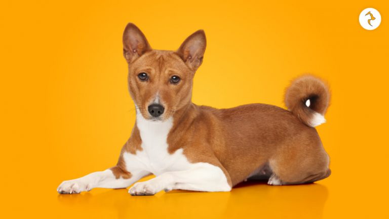 A Guide to Interpreting the Dog Ear Positions Chart