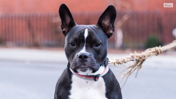 French Bulldog Pitbull Mix: A Complete Guide