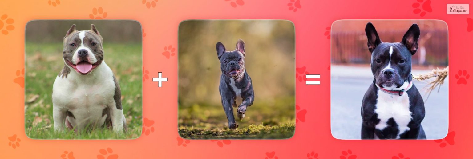 French Bulldog Pitbull Mix: A Complete Guide