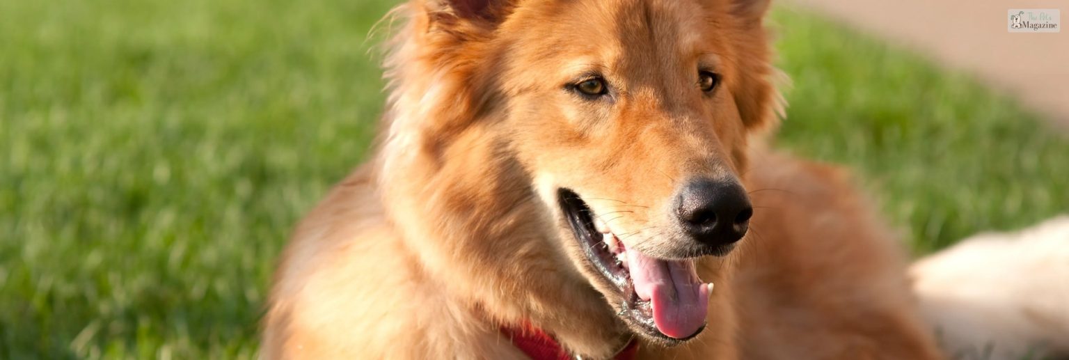 Unleashing the Golden Husky: Exploring the Best of Both Breeds