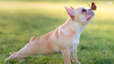 French Bulldog Pitbull Mix: A Complete Guide