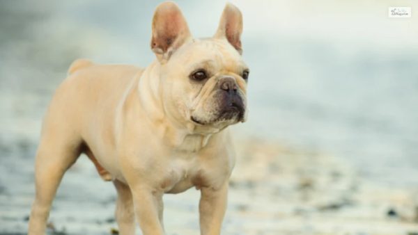 French Bulldog Pitbull Mix: A Complete Guide