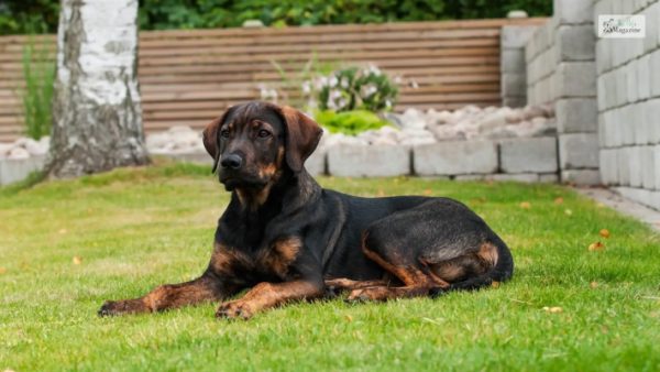 German Shepherd Rottweiler Mix: Dog Breed Guide