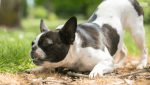 French Bulldog Pitbull Mix: A Complete Guide
