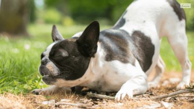 French Bulldog Pitbull Mix: A Complete Guide