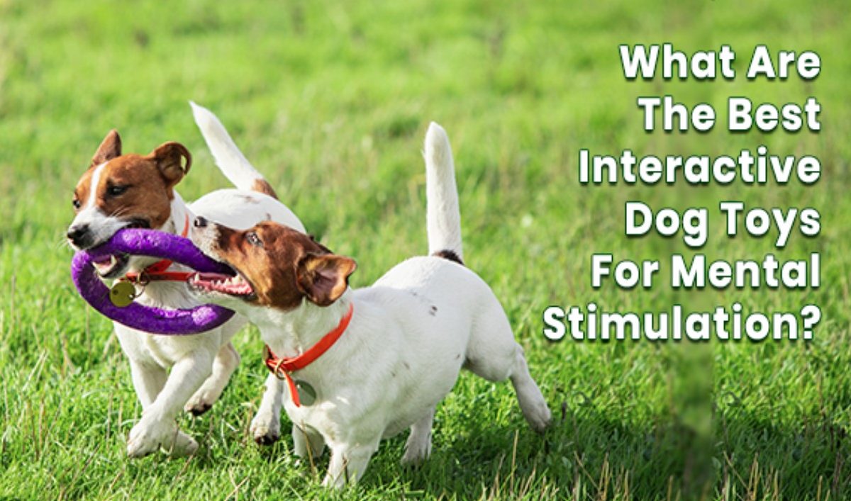 What Are The Best Interactive Dog Toys For Mental Stimulation?