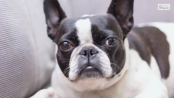 Frenchton Breed Overview: Meet the Gentle and Playful Frenchton
