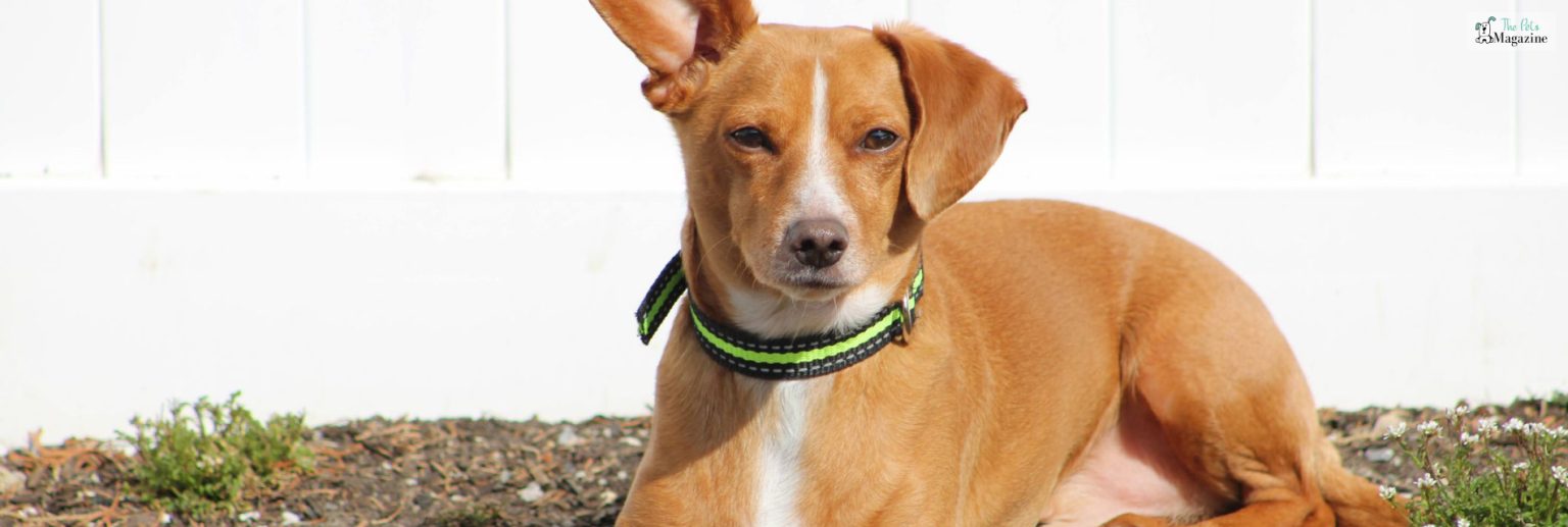 Chiweenie Mixed Dog Breed: Characteristics & Facts