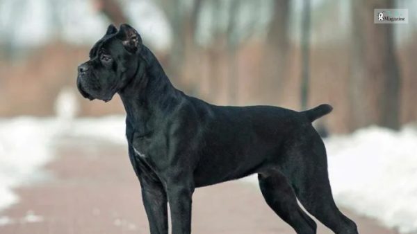 Cane Corso Price: A detailed guide for Prospective Pet Parents