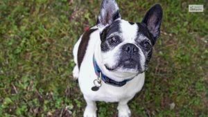 Frenchton Breed Overview: Meet the Gentle and Playful Frenchton