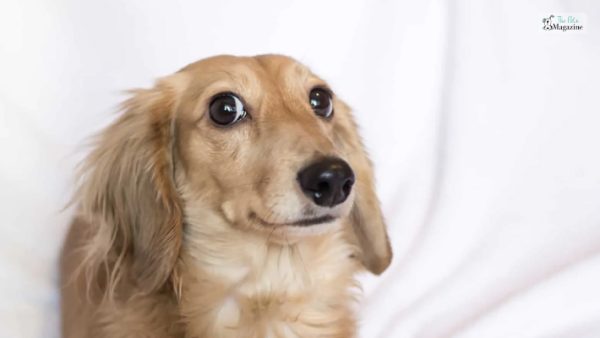 Golden Dox Breed 101: Say hello to the Friendly and Spirited Golden Dox