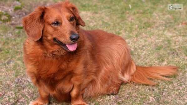 Golden Dox Breed 101: Say hello to the Friendly and Spirited Golden Dox