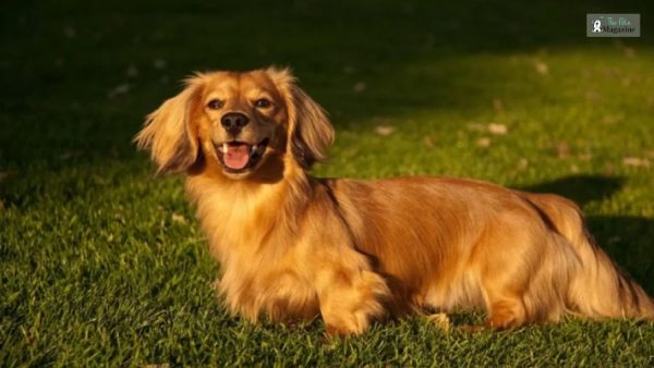 Golden Dox Breed 101: Say hello to the Friendly and Spirited Golden Dox