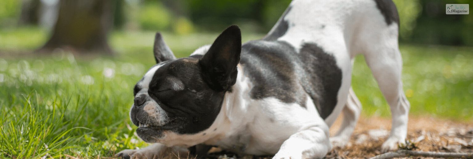 Frenchton Breed Overview: Meet the Gentle and Playful Frenchton
