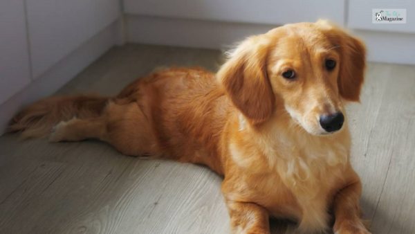Golden Dox Breed 101: Say hello to the Friendly and Spirited Golden Dox