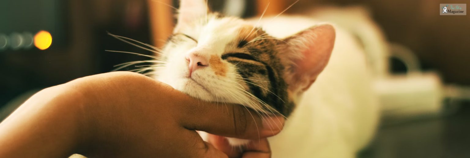 Pumba Cats 101: An Introduction to the Caracal Cat Breed