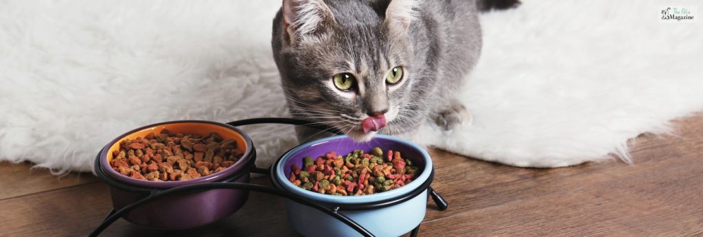 Normal Cat Nipples Vs Pregnant Cat Nipples: Know Their Anatomy