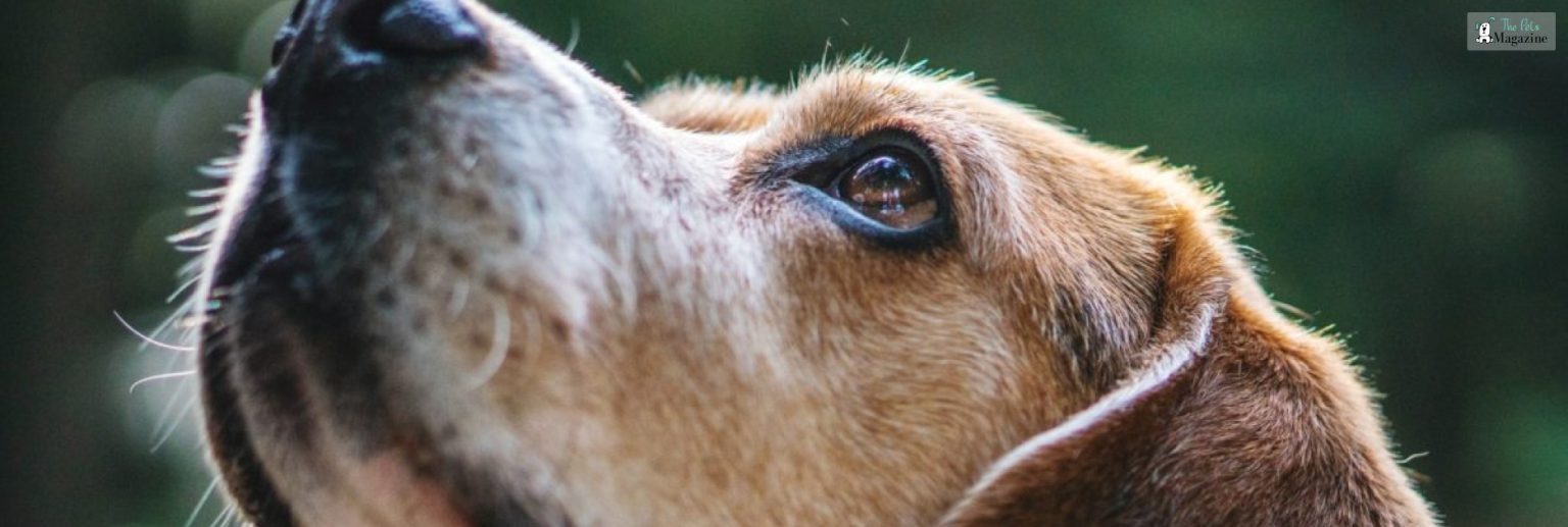 Why Are My Dogs Eyes Red? What Should I Do?