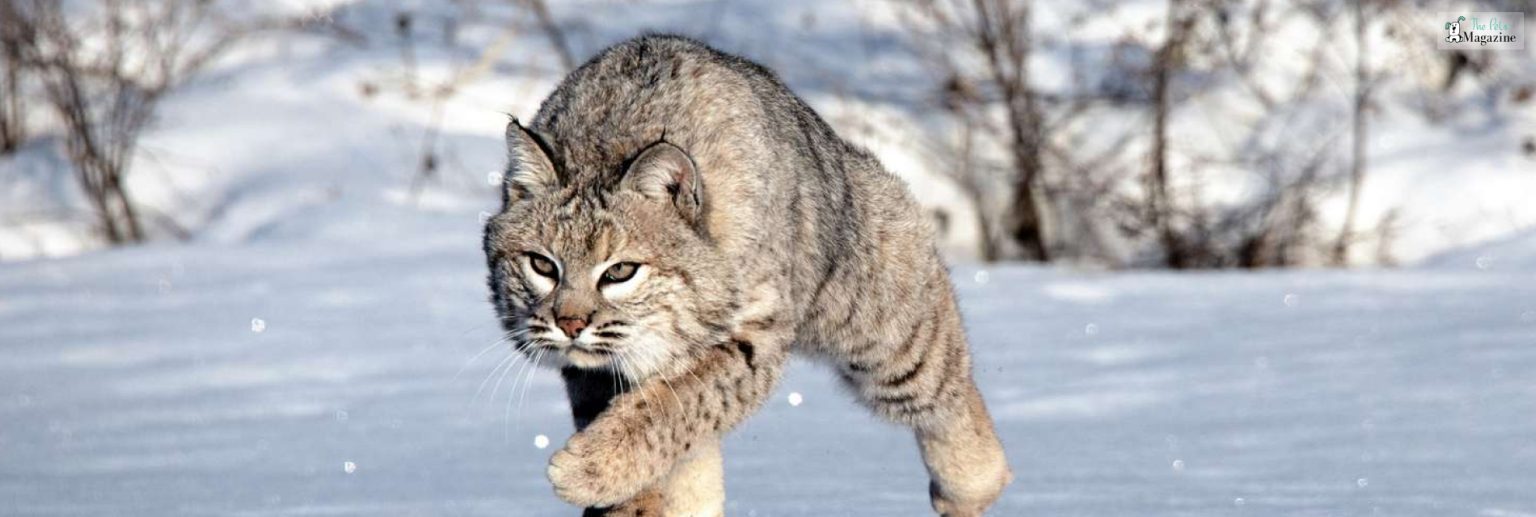 Pumba Cats 101: An Introduction to the Caracal Cat Breed