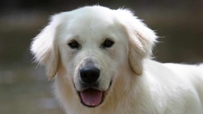 Everything you need to know about White Golden Retrievers