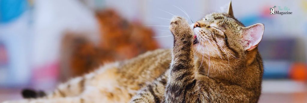 Find a Ideal & Healthy Cat Weight Chart