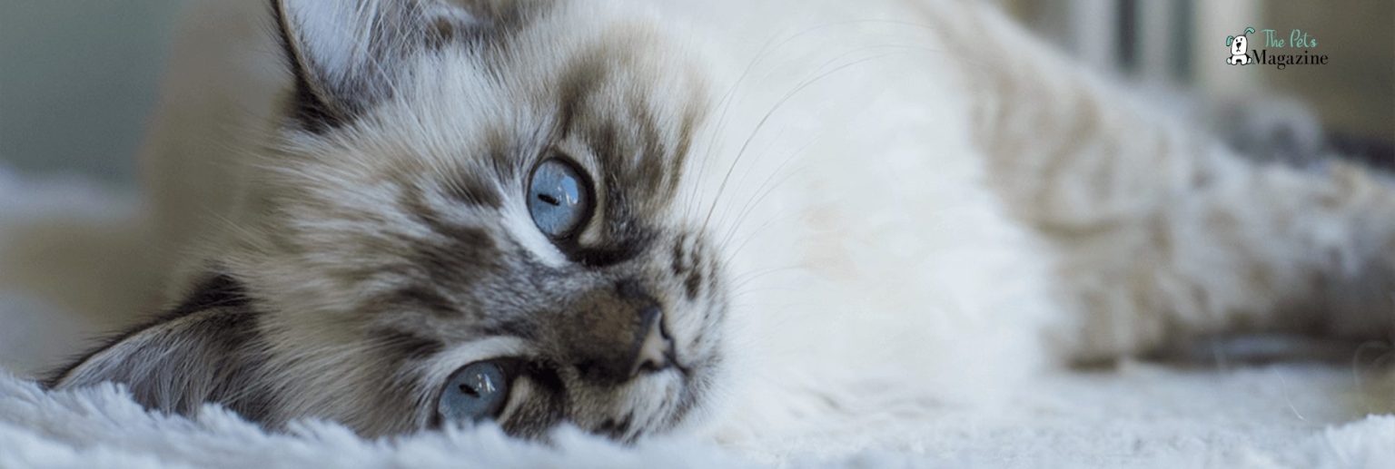 Pumba Cats 101: An Introduction to the Caracal Cat Breed