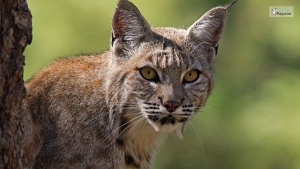 Thinking of Getting Bobcat As Pet? Find Out If It's A Good Idea!