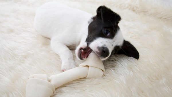 Beefhide vs Rawhide: Which Is A Better Option For Your Pet?