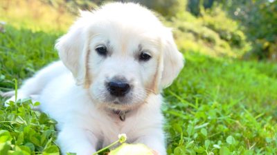 Everything you need to know about White Golden Retrievers