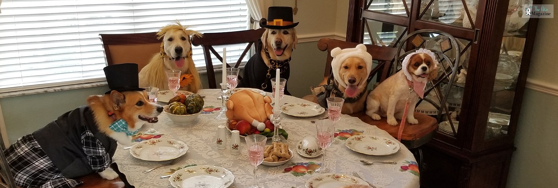 A Detailed Guide On What Thanksgiving Food Can Dogs Eat!