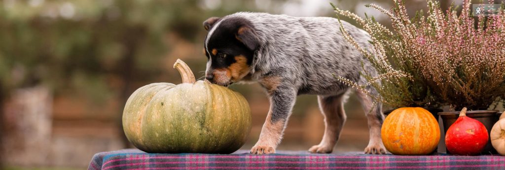Thanksgiving Pet Safety Tips For Your Pets