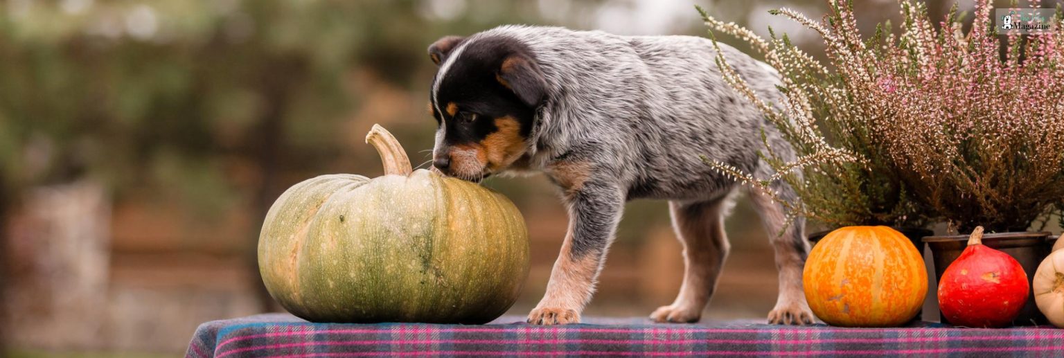Thanksgiving Pet Safety Tips For Your Pets