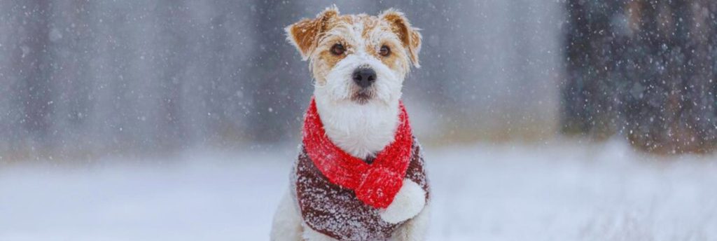 Meet The Top 10 Dogs For Cold Weather