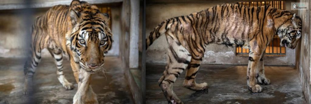 Pumba Cats 101: An Introduction to the Caracal Cat Breed