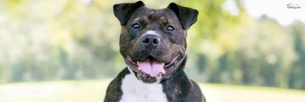 Top 10 Most Aggressive Dog Breeds That Everyone Should Know