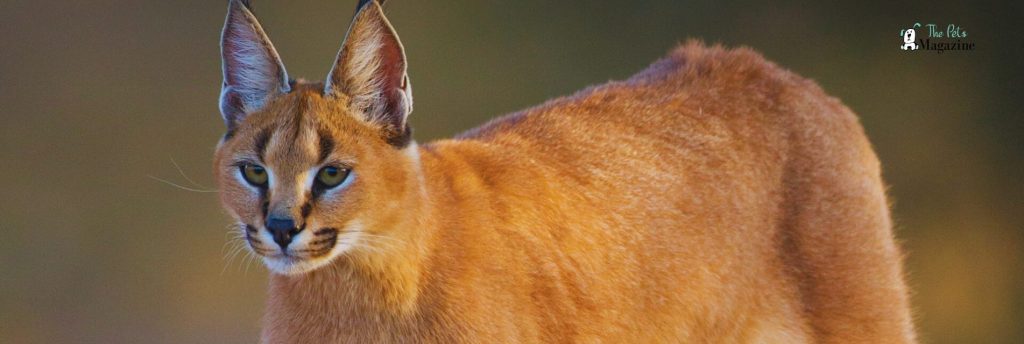 Pumba Cats 101: An Introduction to the Caracal Cat Breed