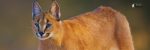 Pumba Cats 101: An Introduction to the Caracal Cat Breed