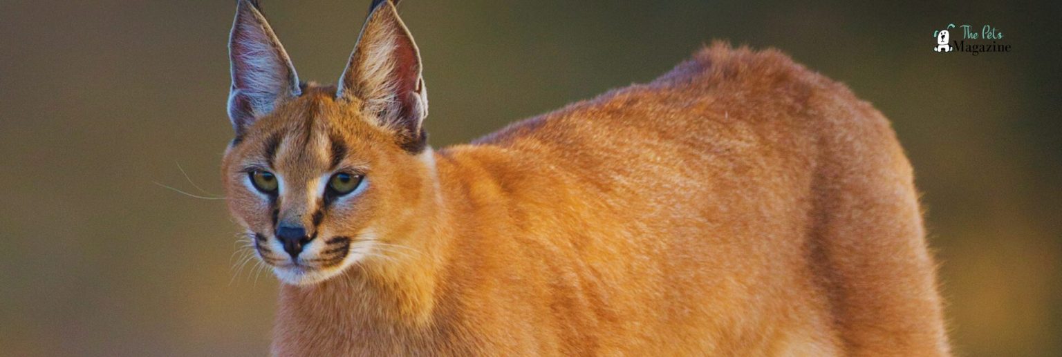 Pumba Cats 101: An Introduction to the Caracal Cat Breed