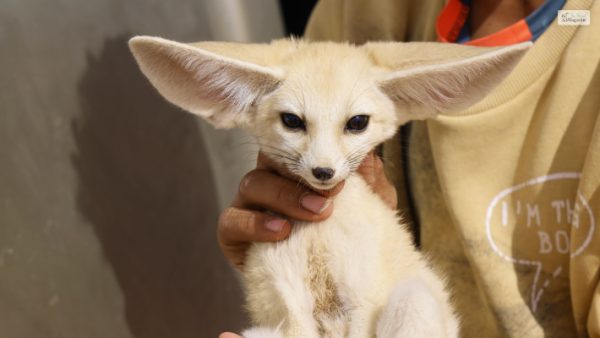 Getting A Fennec Fox Pet: Check Out The Pros & Cons!