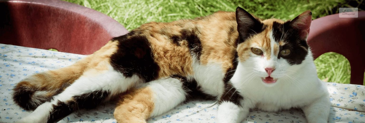 Why Do Cats Chirp: Understanding The Secret Language of Cats