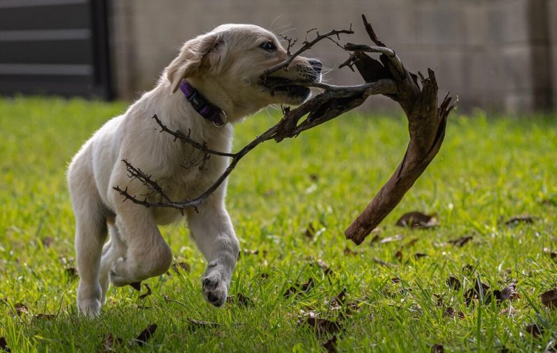 Understanding Aggression In Dogs