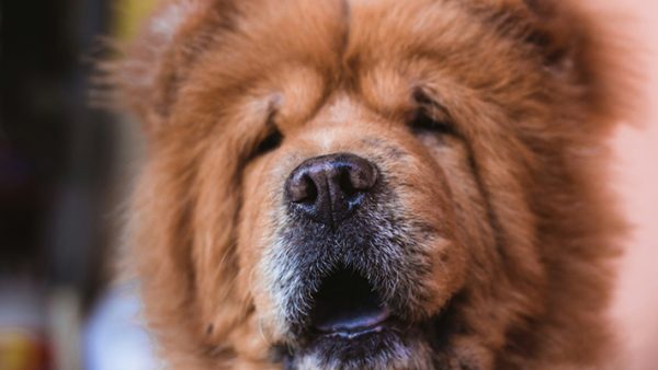 A Closer Look at Chow Chow Dog Breed